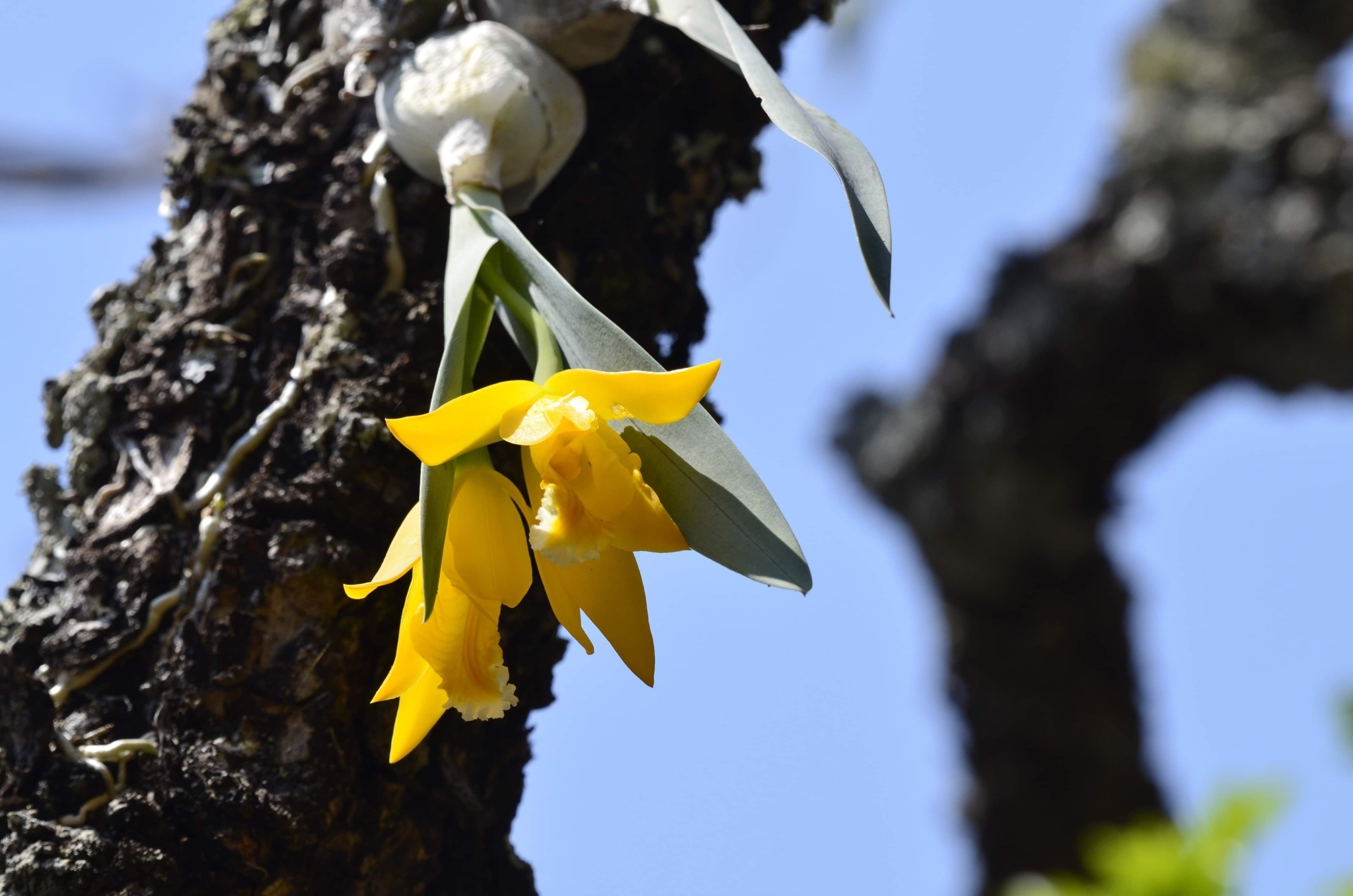 Prosthechea citrina (Lex.) W.E.Higgins