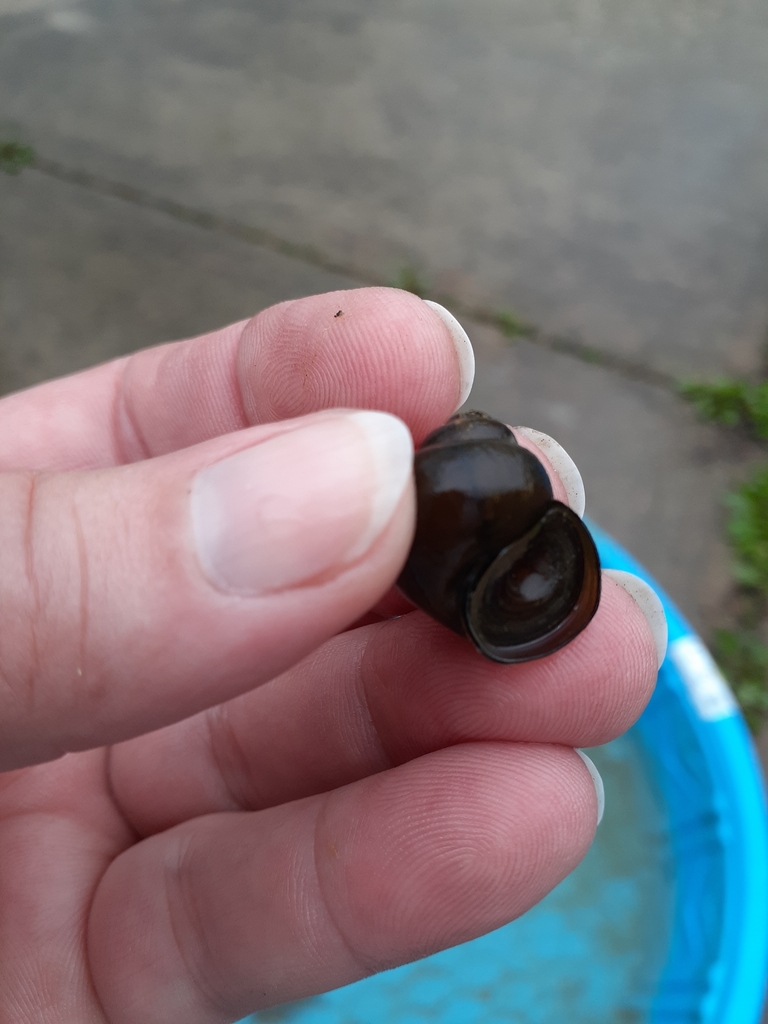 River Snails from Mokena on May 14, 2020 at 03:58 PM by presleyseek ...