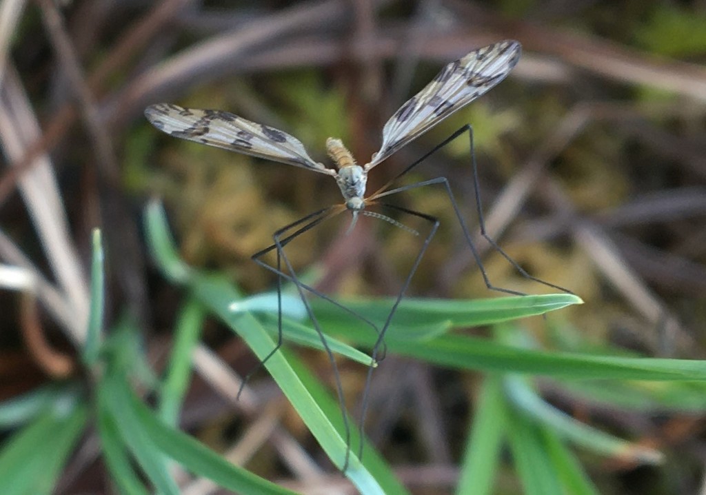 Idioptera from Švenčionių, Vilniaus, Lithuania on May 14, 2020 at 03:47 ...
