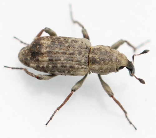 Bagous tempestivus · iNaturalist