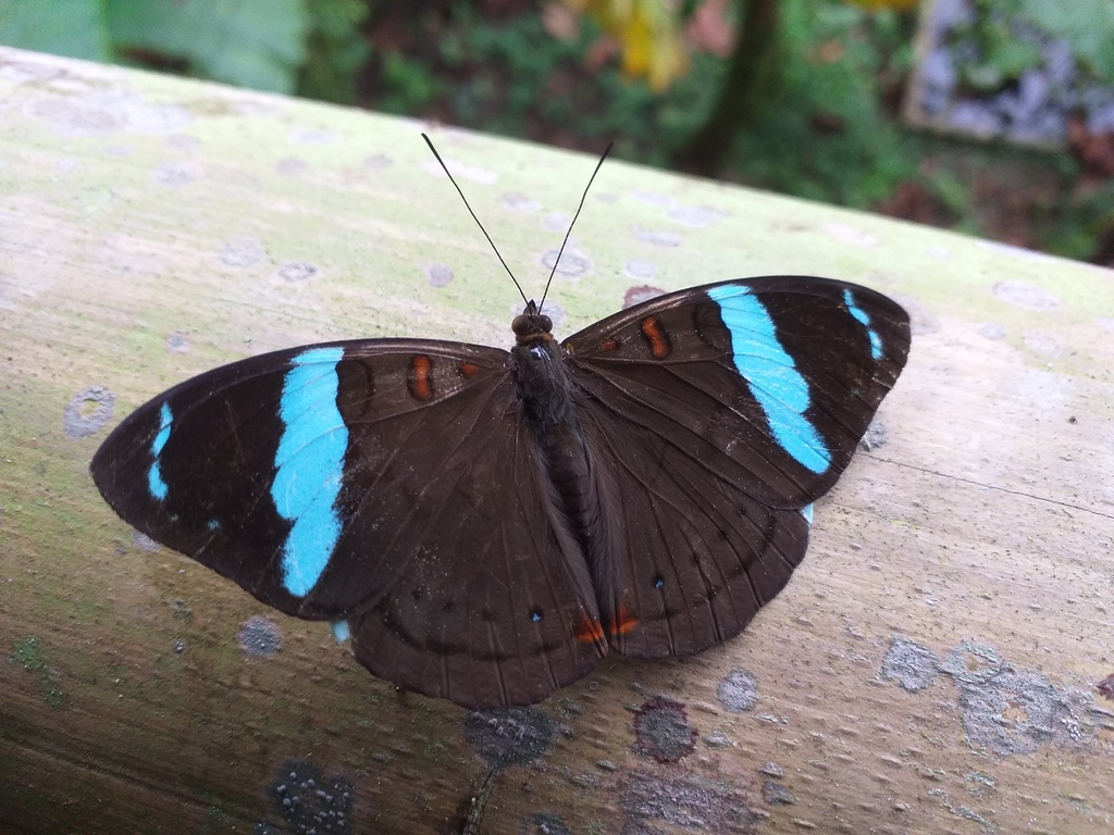 Mariposa turquesa (Especies amenazadas de Guatemala -INSECTOS ...