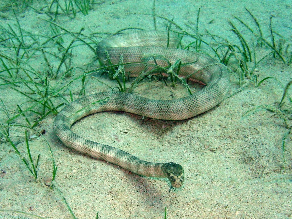 Typical Sea Snakes (Hydrophis) - Snakes and Lizards