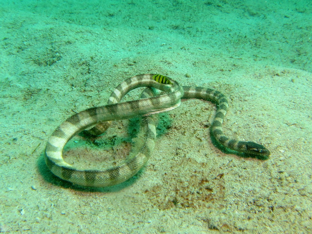 Typical Sea Snakes (Hydrophis) - Snakes and Lizards