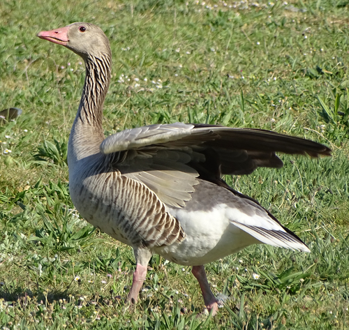 Siberian Greylag Goose (Subspecies Anser anser rubrirostris ...