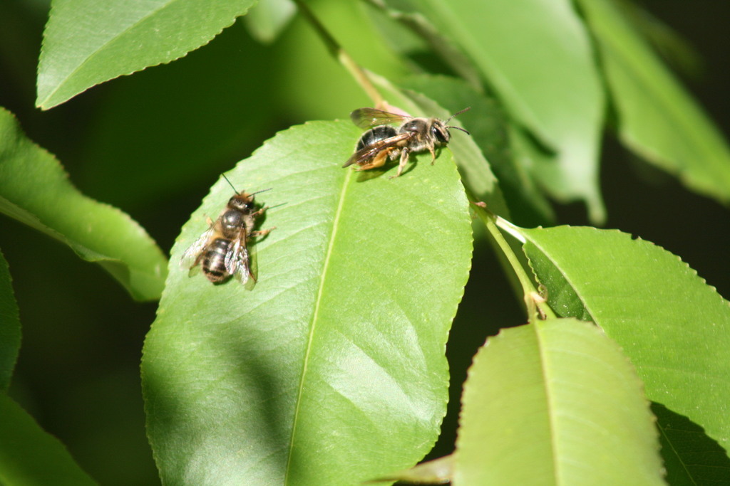 Horn-faced Mason Bee from Old Glebe, Arlington, VA 22207, USA on April ...