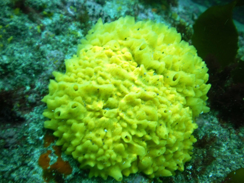 Polymastia crocea · iNaturalist Mexico