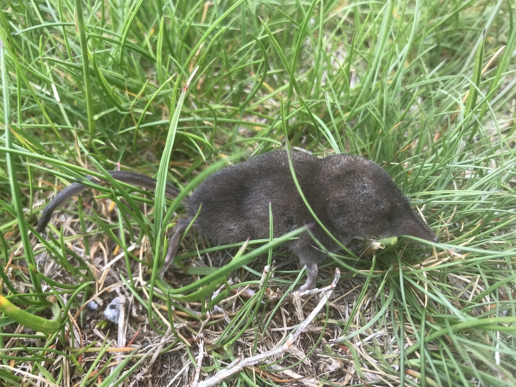 Smoky Shrew from Pisgah National Forest, Balsam Grove, NC, US on May 14 ...