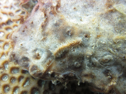 Baeolidia ransoni · iNaturalist