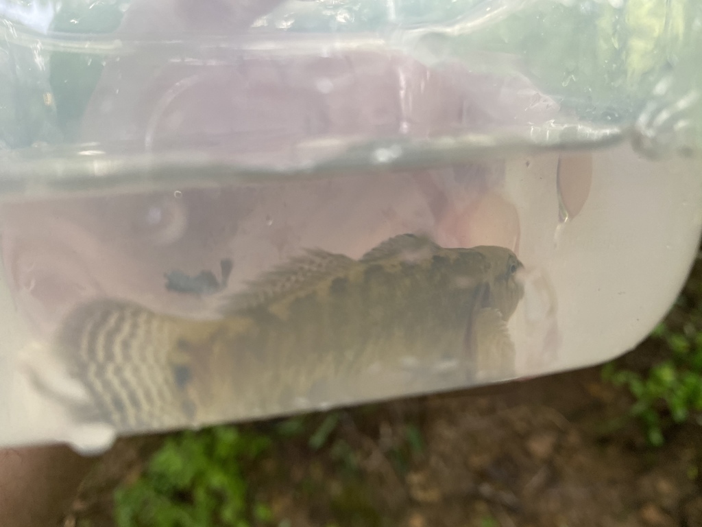 Spottail Darter (Etheostoma squamiceps) - Marine Life Identification