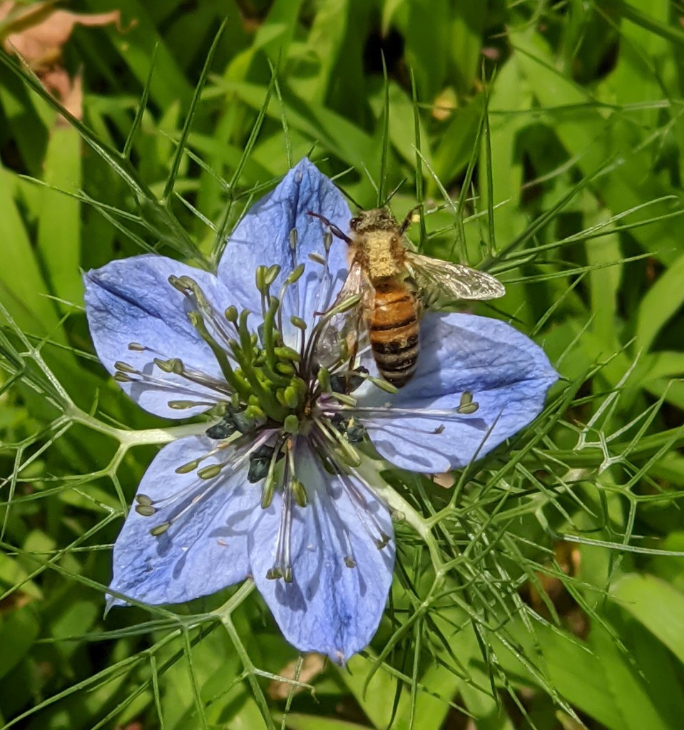 Western Honey Bee from Bolivar County, MS, USA on May 13, 2020 at 02:01 ...