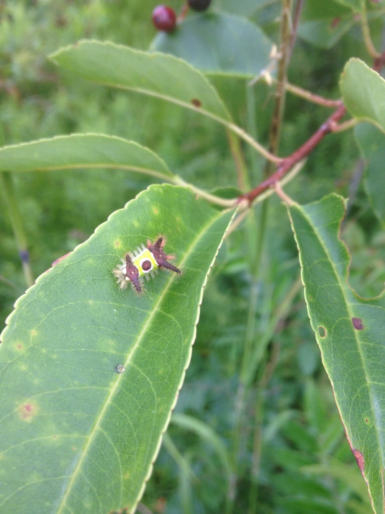 Saddleback Caterpillar Moth from Fishers Island, NY 06390, USA on ...