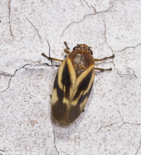 Aeneolamia reducta · iNaturalist Ecuador