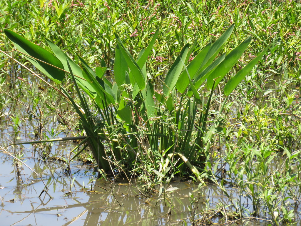 Popal desde Acatlán de Juárez, Jal., México el 13 de mayo de 2020 a las ...