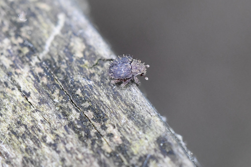 Dead Beech Pure Weevil (Microhyus setiger) wildspecies.ca
