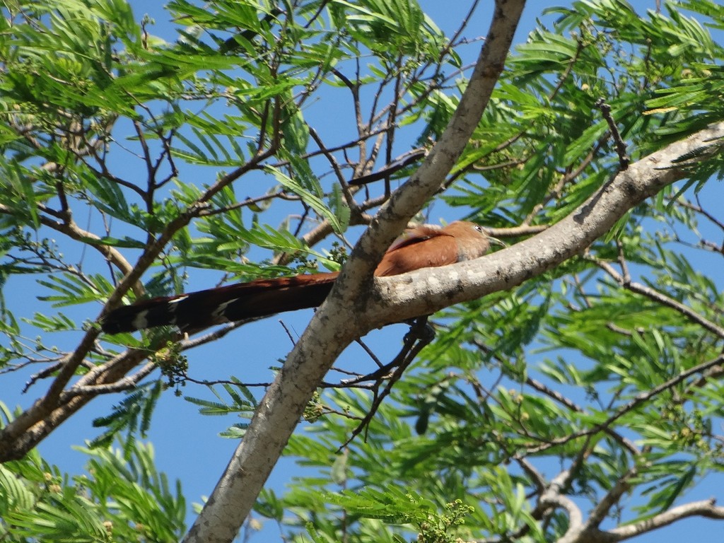 Squirrel Cuckoo from San Pedro Comitancillo Oax. on April 12, 2017 at ...