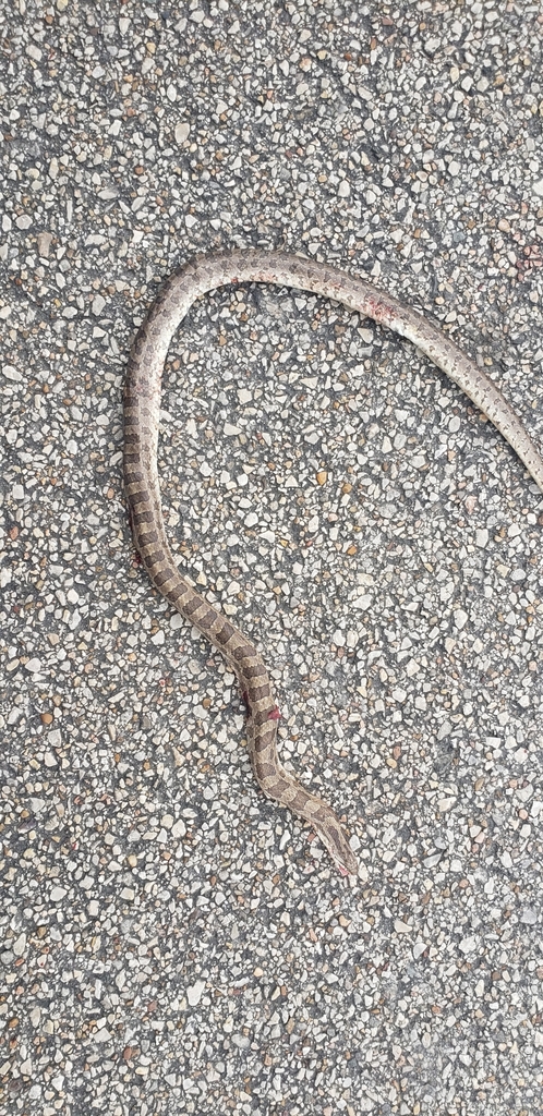 Prairie Kingsnake from Hockley, TX 77447, USA on May 14, 2020 at 07:44 ...