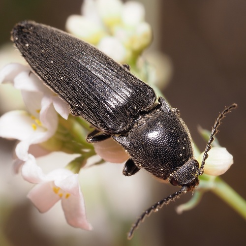 Melanotus brunnipes · iNaturalist United Kingdom