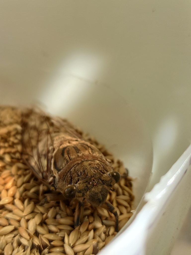 Chicharra gigante desde López Mateos, 59625 Zamora de Hidalgo, Mich ...