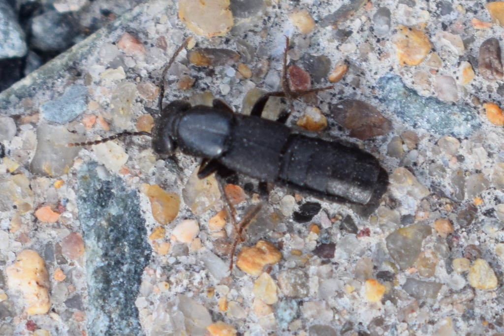 Tasgius in May 2020 by Nick Belliveau · iNaturalist