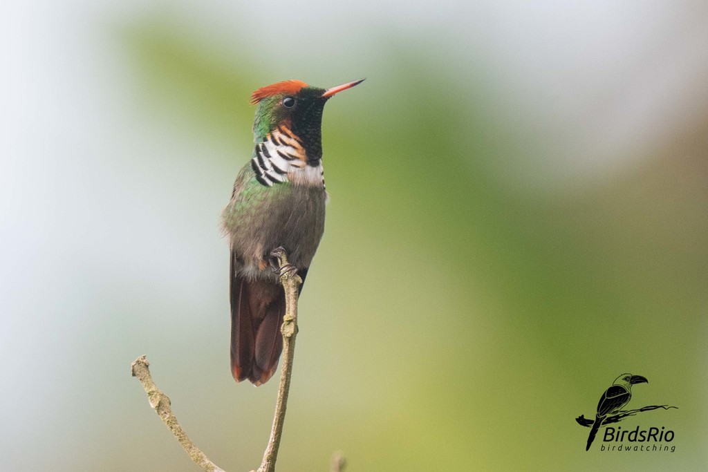 Frilled Coquette from Itatiaia - RJ, Brasil on May 14, 2020 at 11:30 AM ...