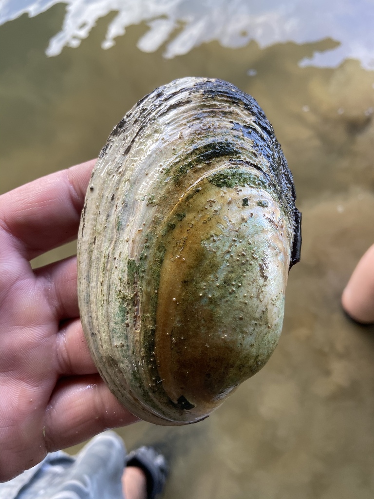 River Mussels from US-80 E, Uniontown, AL, US on May 14, 2020 at 05:33 ...