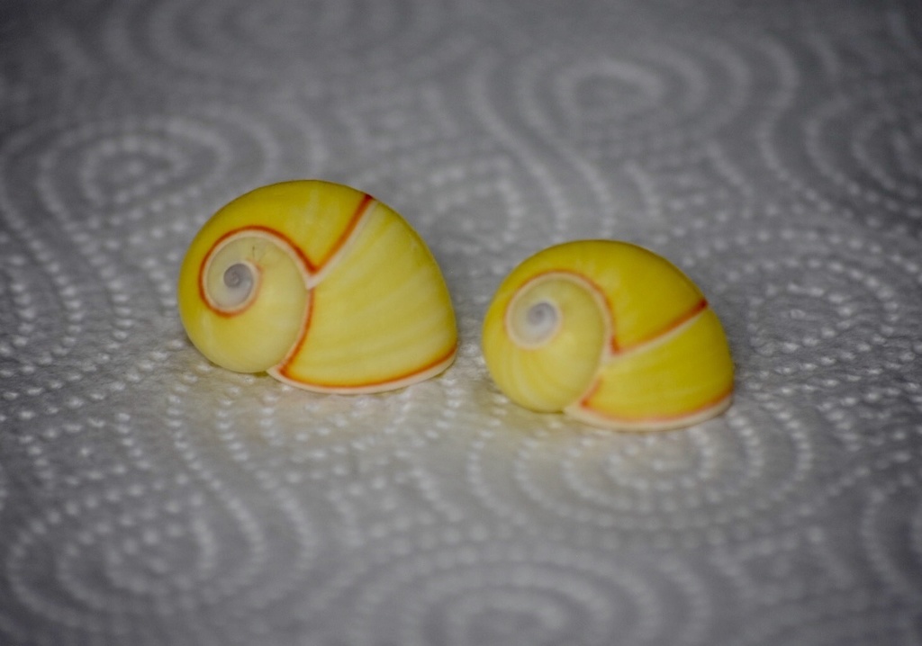 Polymita venusta from Provincia de Santiago de Cuba, CU on May 14, 2020 ...