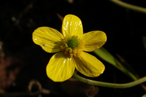 Ranunculus ternatus · iNaturalist