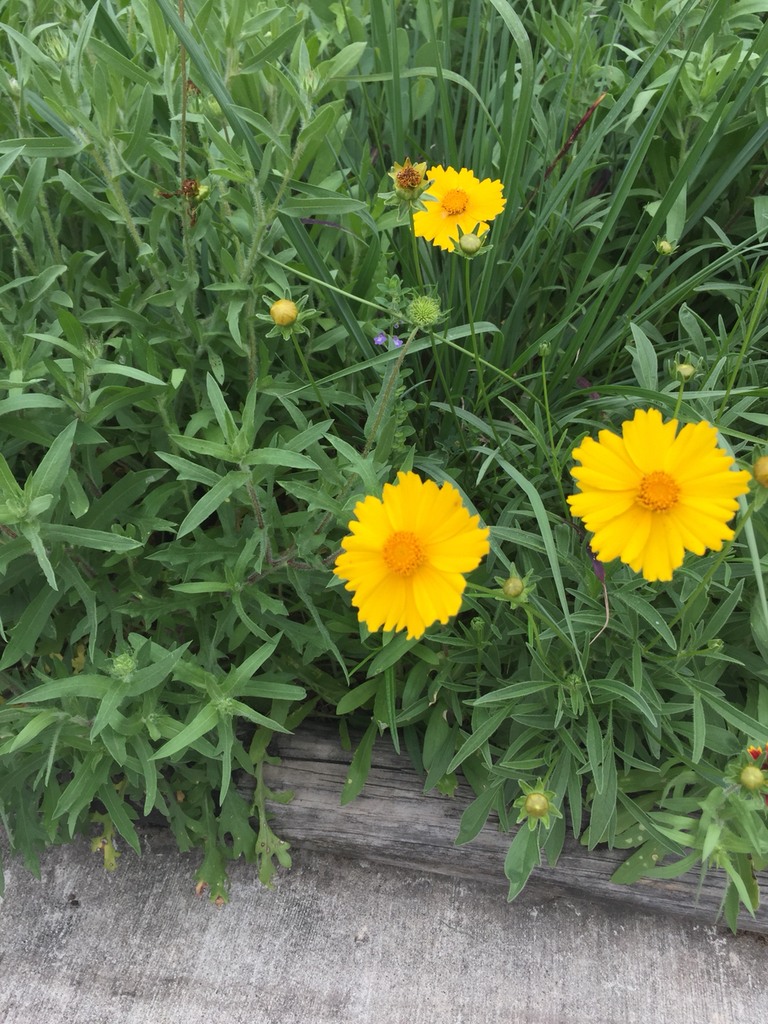 Lance-leaved Coreopsis (North Carolina Aquarium on Roanoke Island ...