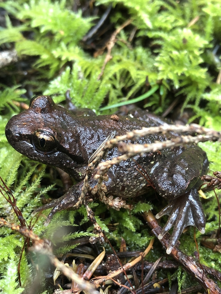 Coastal Tailed Frog from Olympic National Forest, Sequim, WA, US on May ...