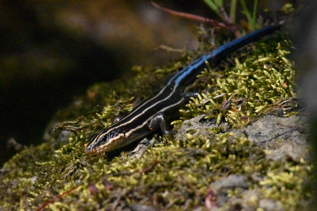 Common Five-lined Skink in April 2020 by George Hough. - under dead ...
