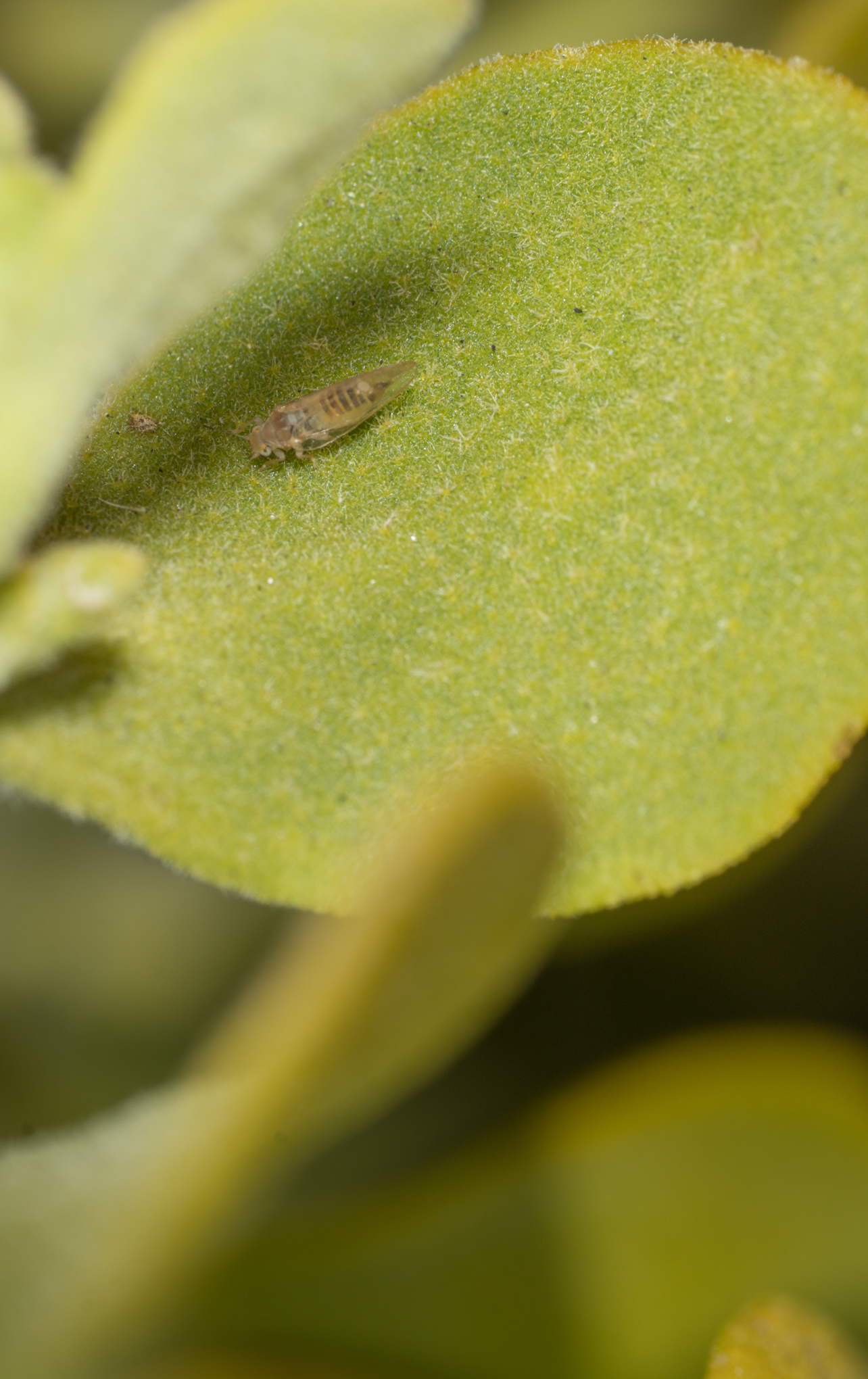 Trioza phoradendri Tuthill, 1939