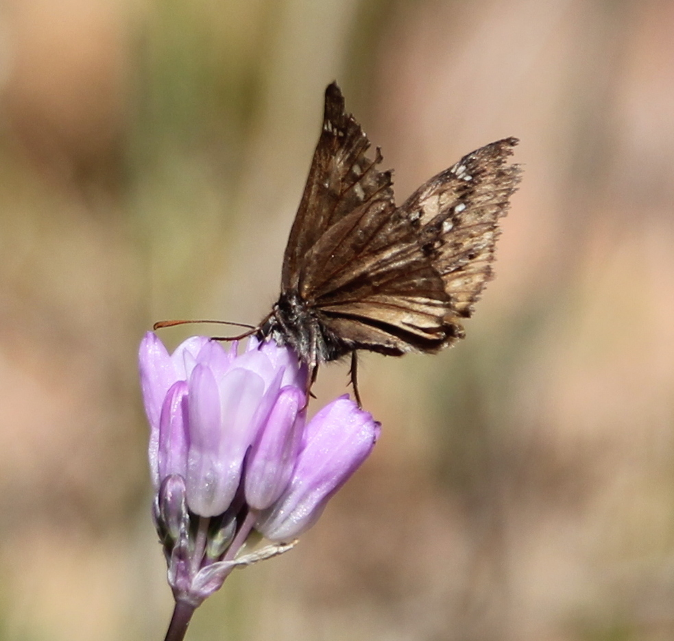 Afranius Duskywing (Denver-Boulder Metro Area: Butterflies and Moths ...
