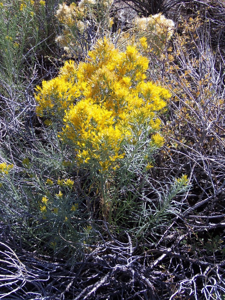 Rubber Rabbitbrush from Craters of the Moon National Monument, Butte ...