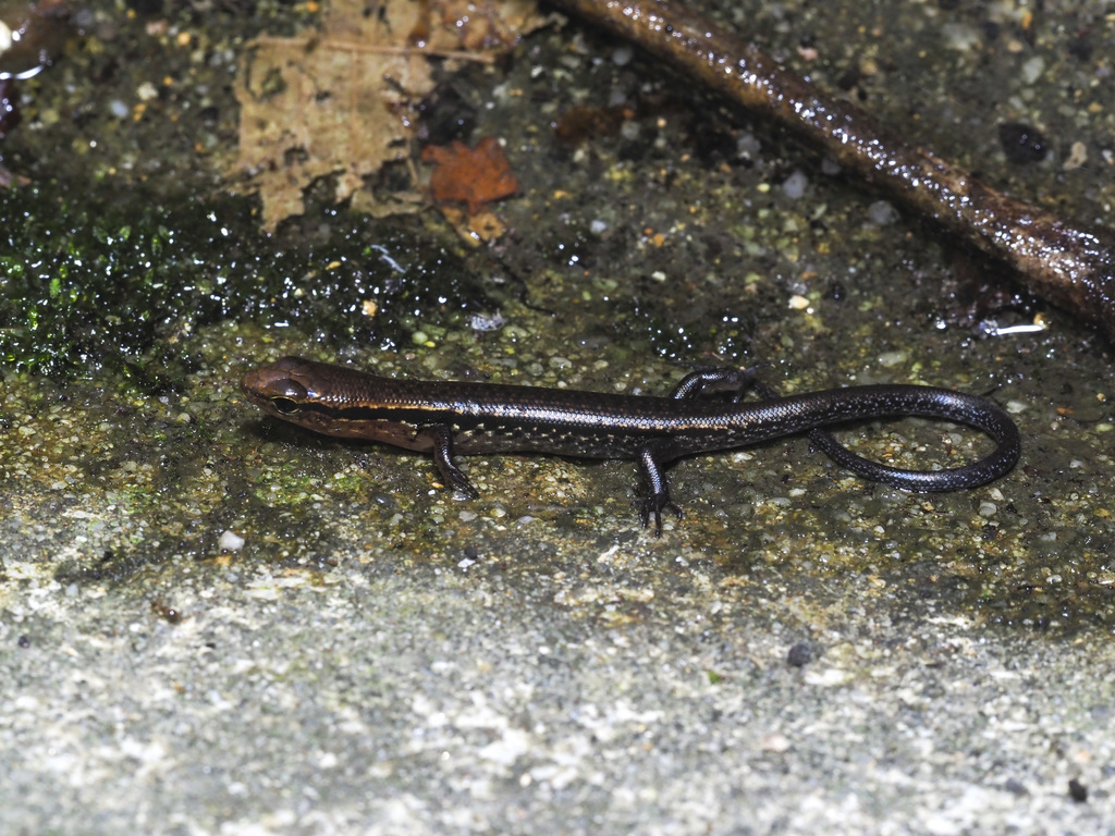 Cameron Highlands Forest Skink in March 2017 by CheongWeei Gan ...