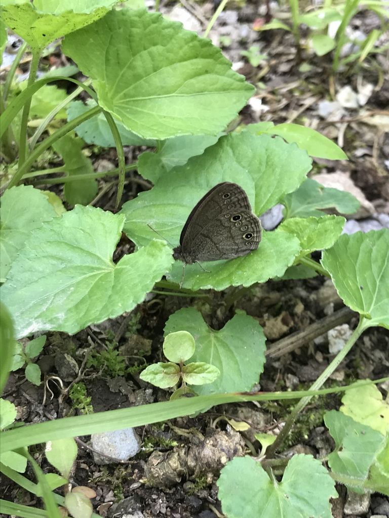 Carolina Satyr from Elk Lick Falls Rd, Lexington, KY, US on May 14 ...