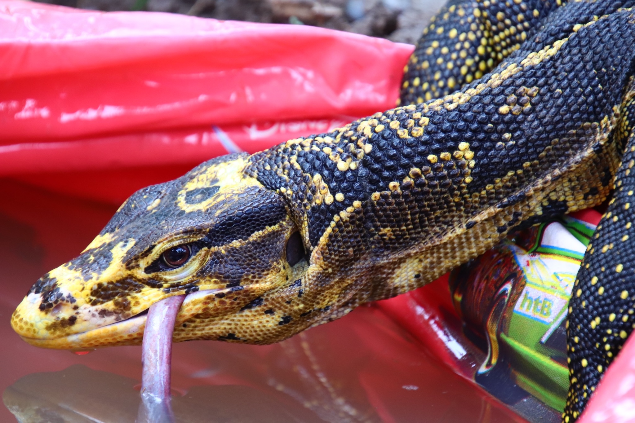 Yellow Water Monitor