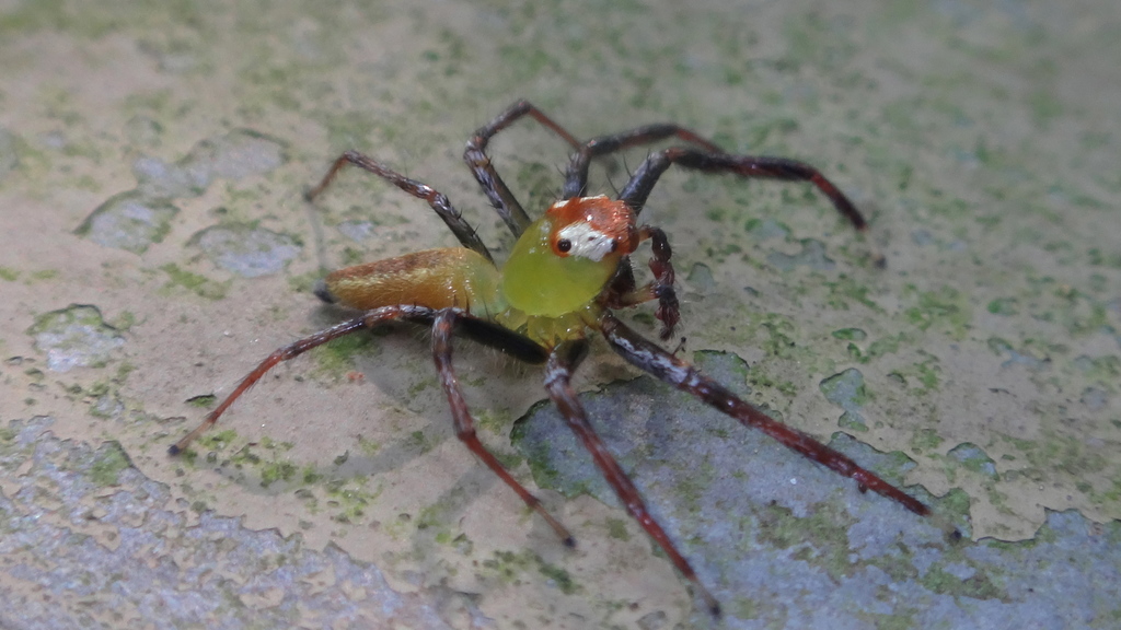 Epeus glorius (Hong Kong Spiders) · iNaturalist