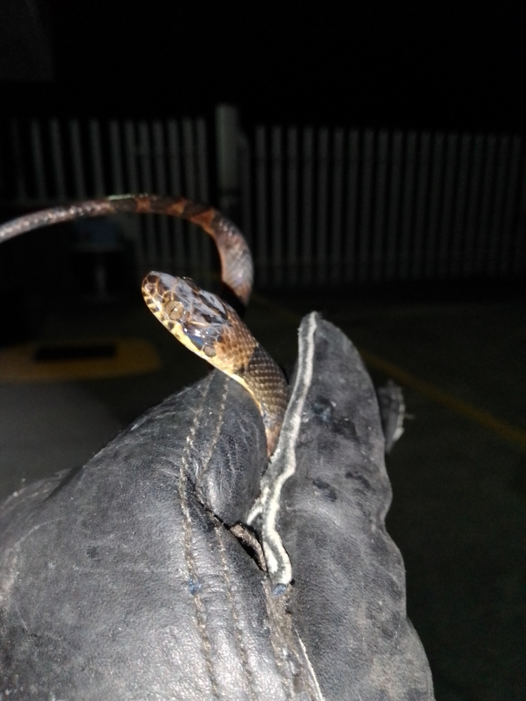 Banded Cat-eyed Snake from Aeropuerto Internacional de Tapachula ...