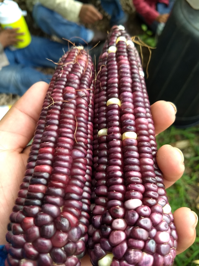 Maize from Texistepec, Ver., México on May 13, 2020 at 09:30 AM by ...