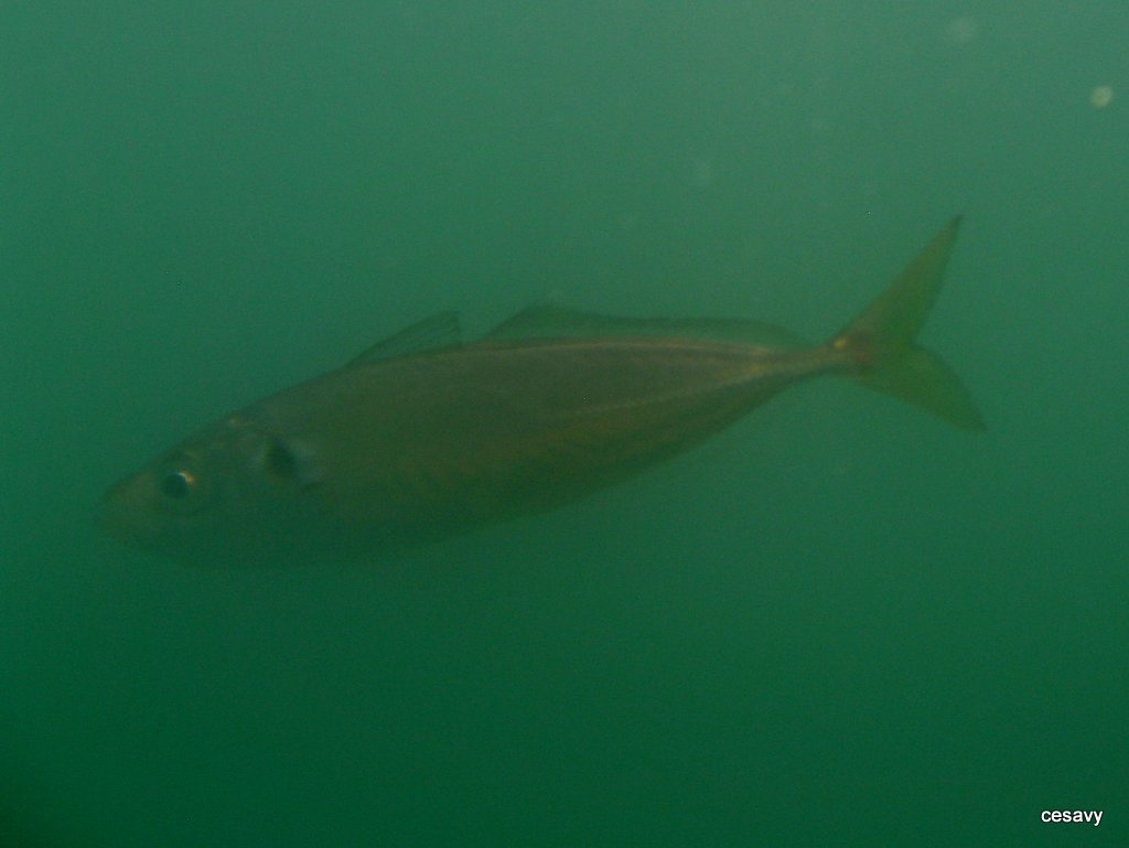 Trachurus capensis Castelnau, 1861