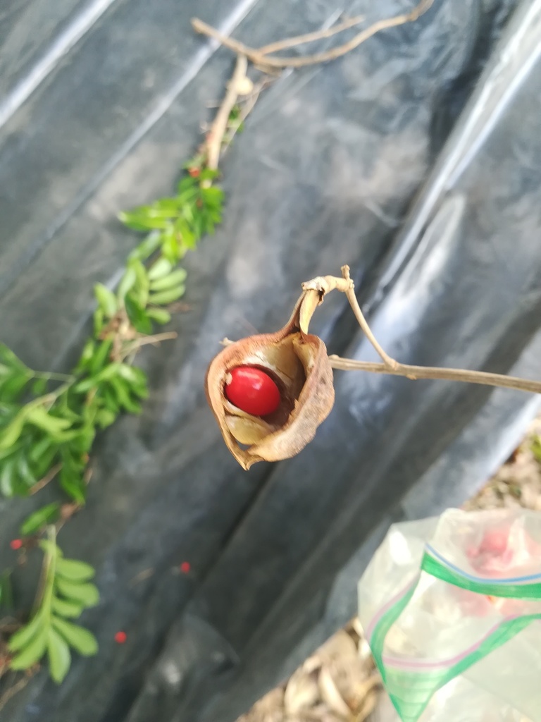 (Ormosia panamensis) - Botanical Realm