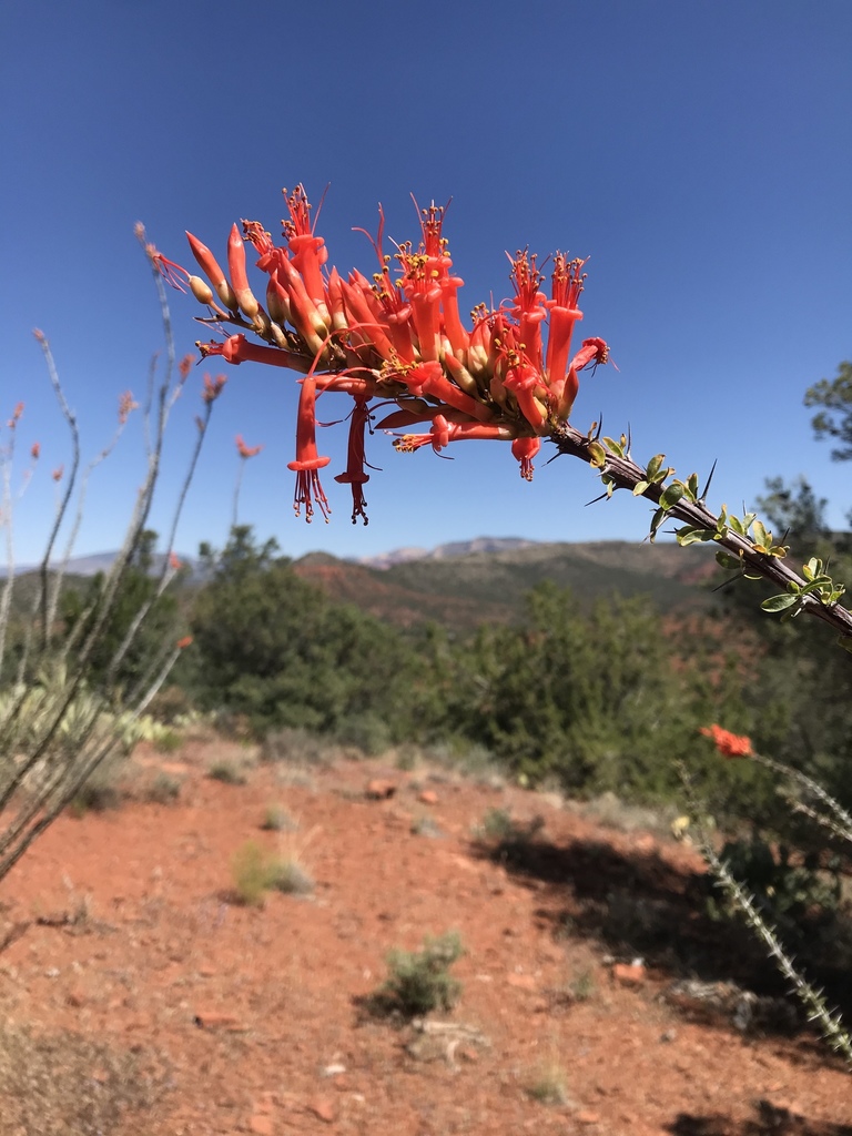 ocotillo from Coconino National Forest, Sedona, AZ, US on May 14, 2020 ...
