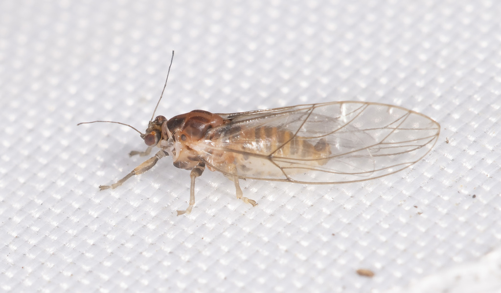 Triozidae from Ridgeway TAS 7054, Australia on May 14, 2020 at 03:19 PM ...