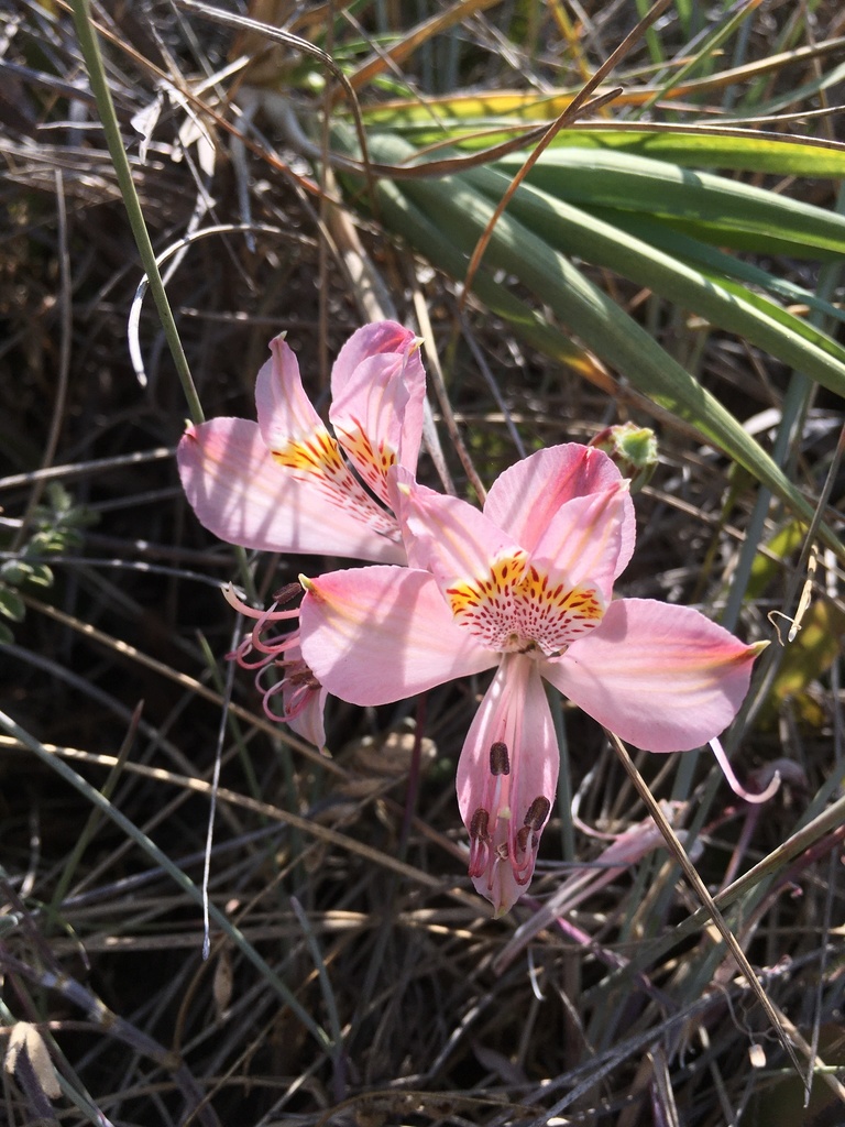 (Alstroemeria hookeri hookeri) - Botanical Realm