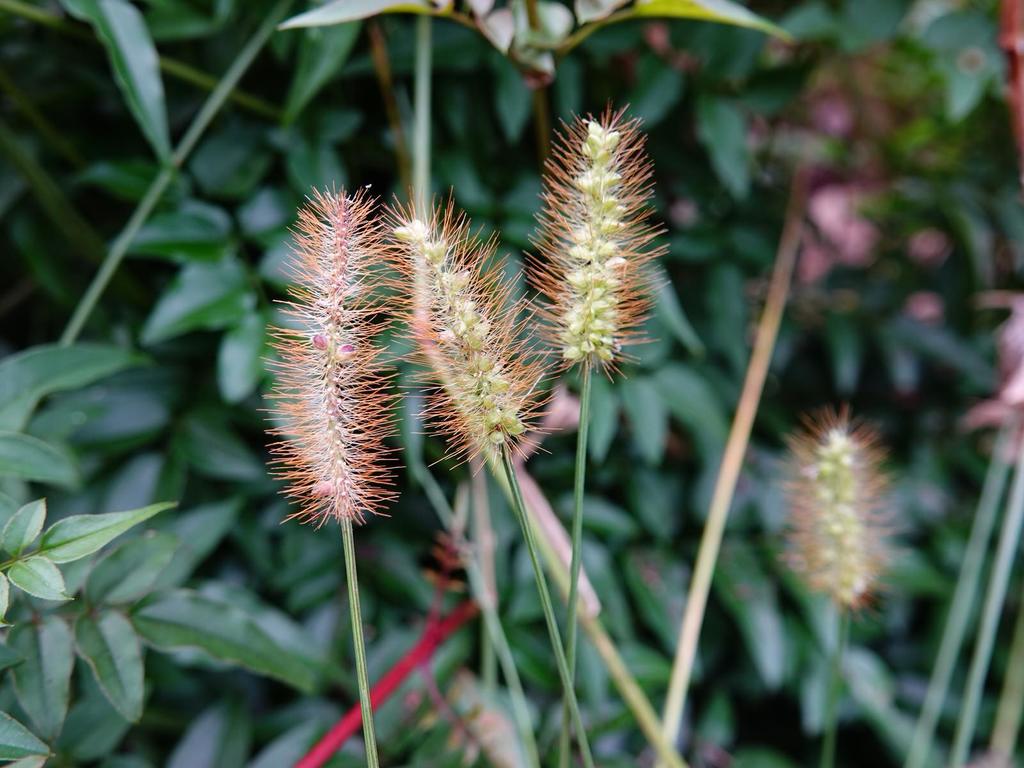 yellow foxtail from Aongatete 3178, New Zealand on May 15, 2020 at 03: ...