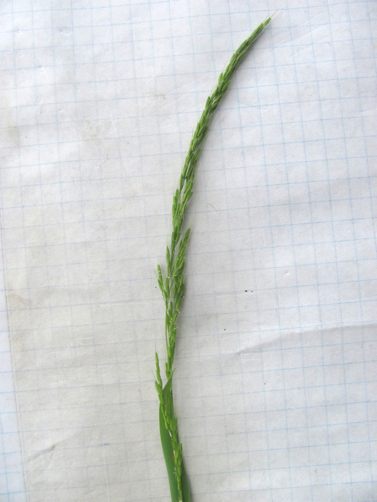 Ozark grass (Nash Prairie Plants List) · iNaturalist