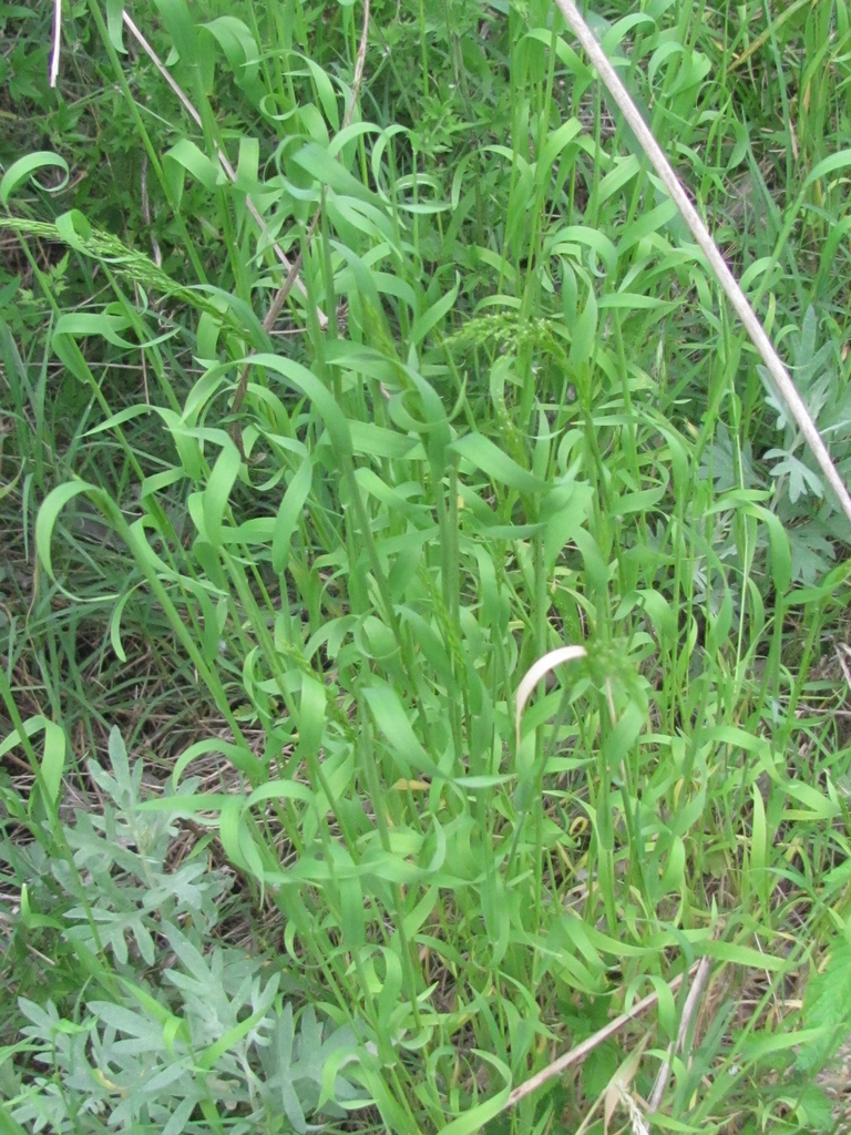 Ozark grass (Nash Prairie Plants List) · iNaturalist
