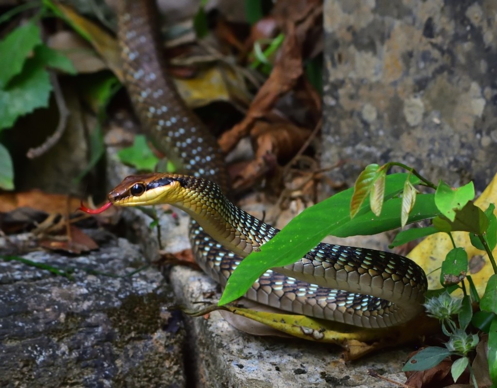 Vietnamese Bronzeback from Khao Yai National Park on February 28, 2019 ...