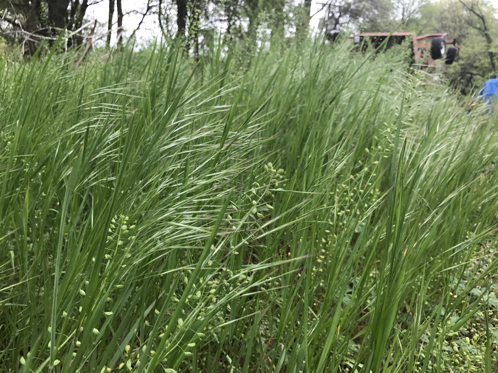 cheatgrass (Plants of St. Vrain State Park) · iNaturalist