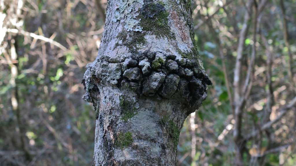White-Stem Guarri from Maitland Nature Reserve on May 14, 2020 by ...